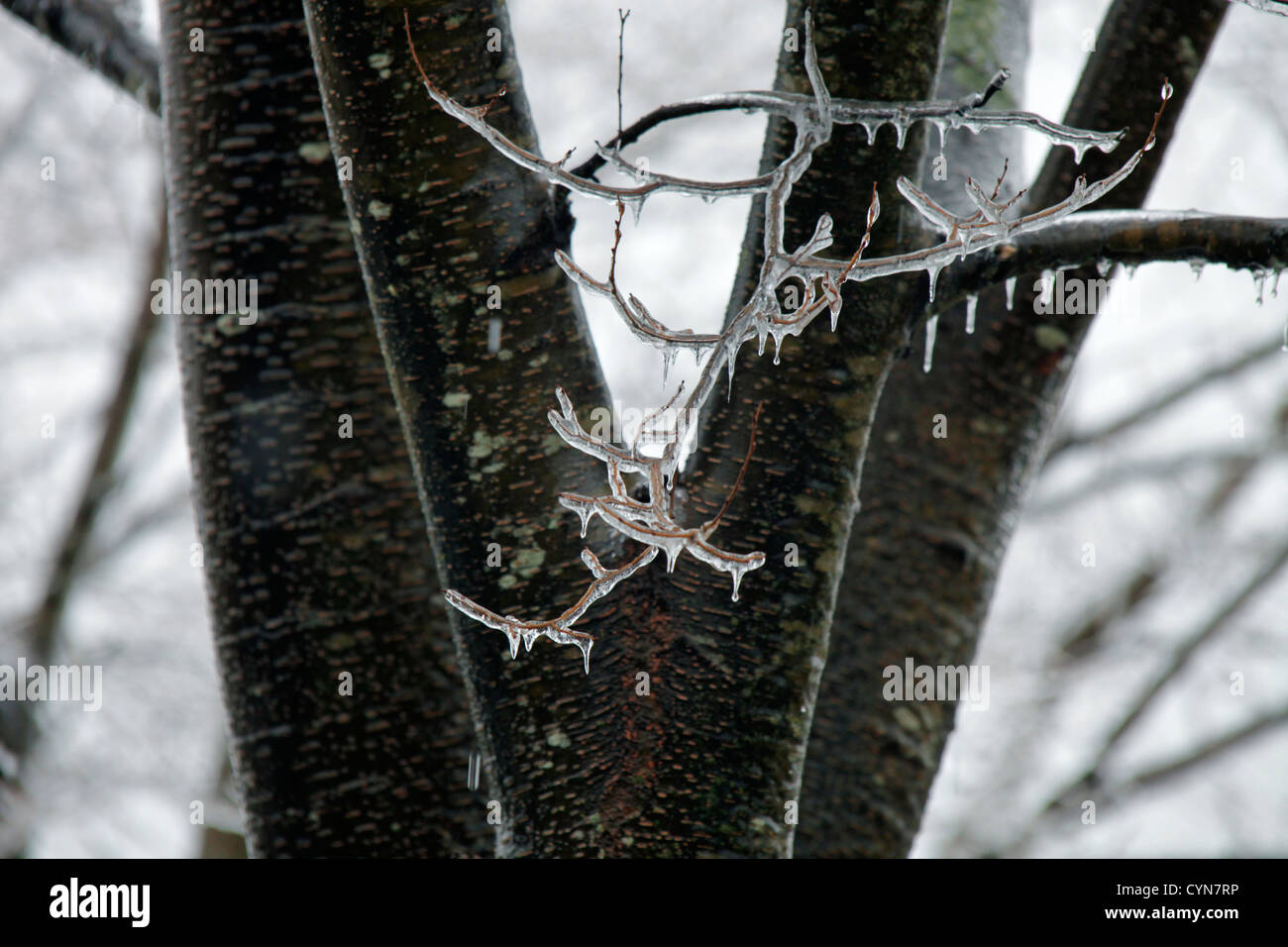 Glaze ice on a tree Yamanashi Japan Stock Photo - Alamy