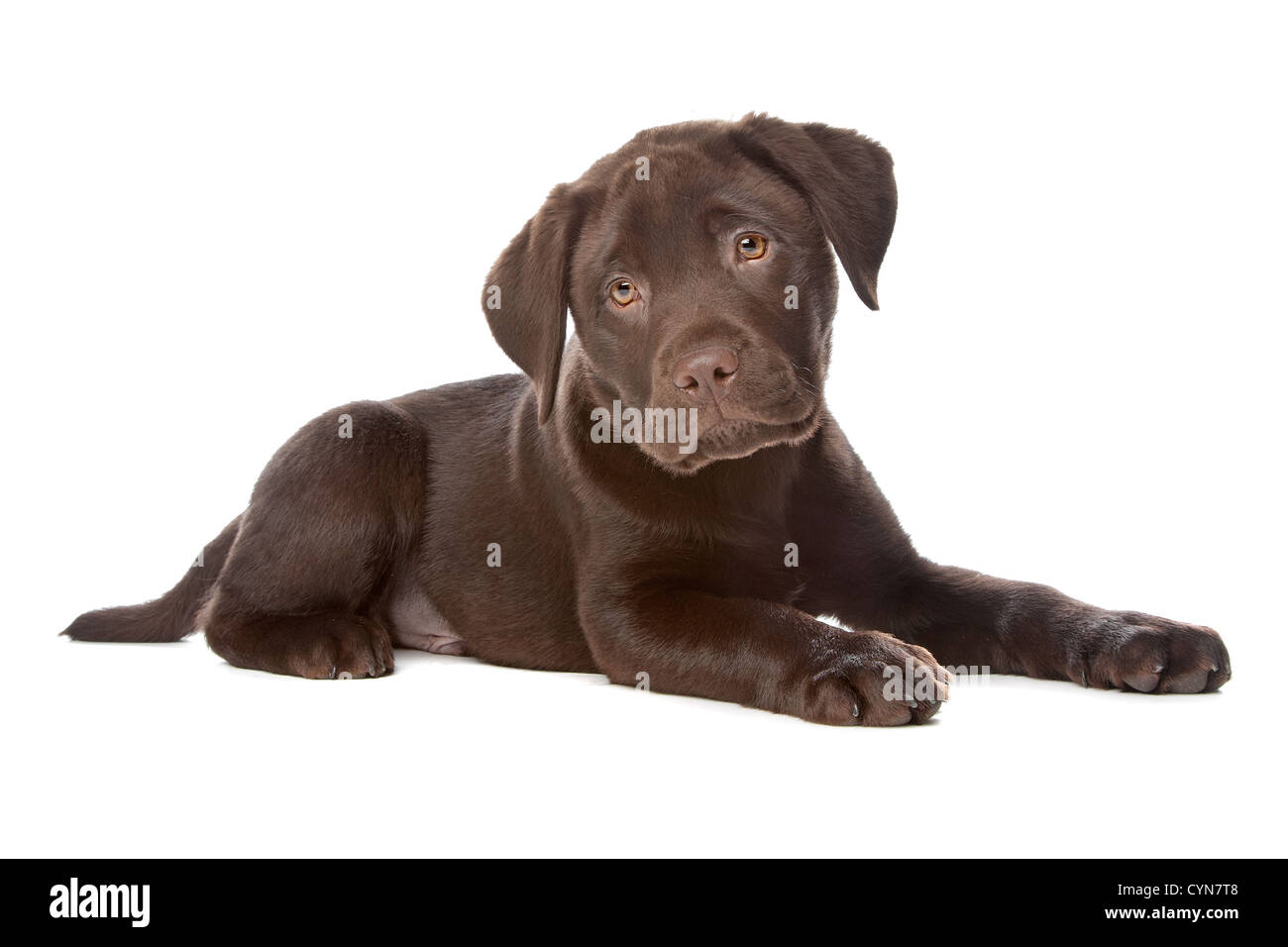Labrador retriever puppy in Cut Out Stock Images & Pictures - Alamy