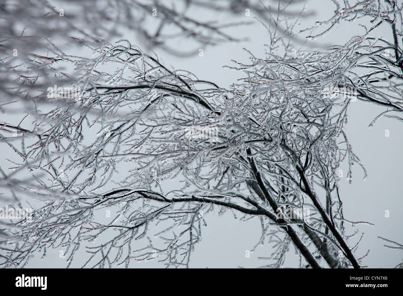 Glaze ice on a tree Yamanashi Japan Stock Photo - Alamy
