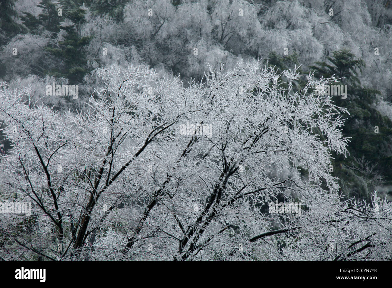 Glaze ice on a tree Yamanashi Japan Stock Photo - Alamy