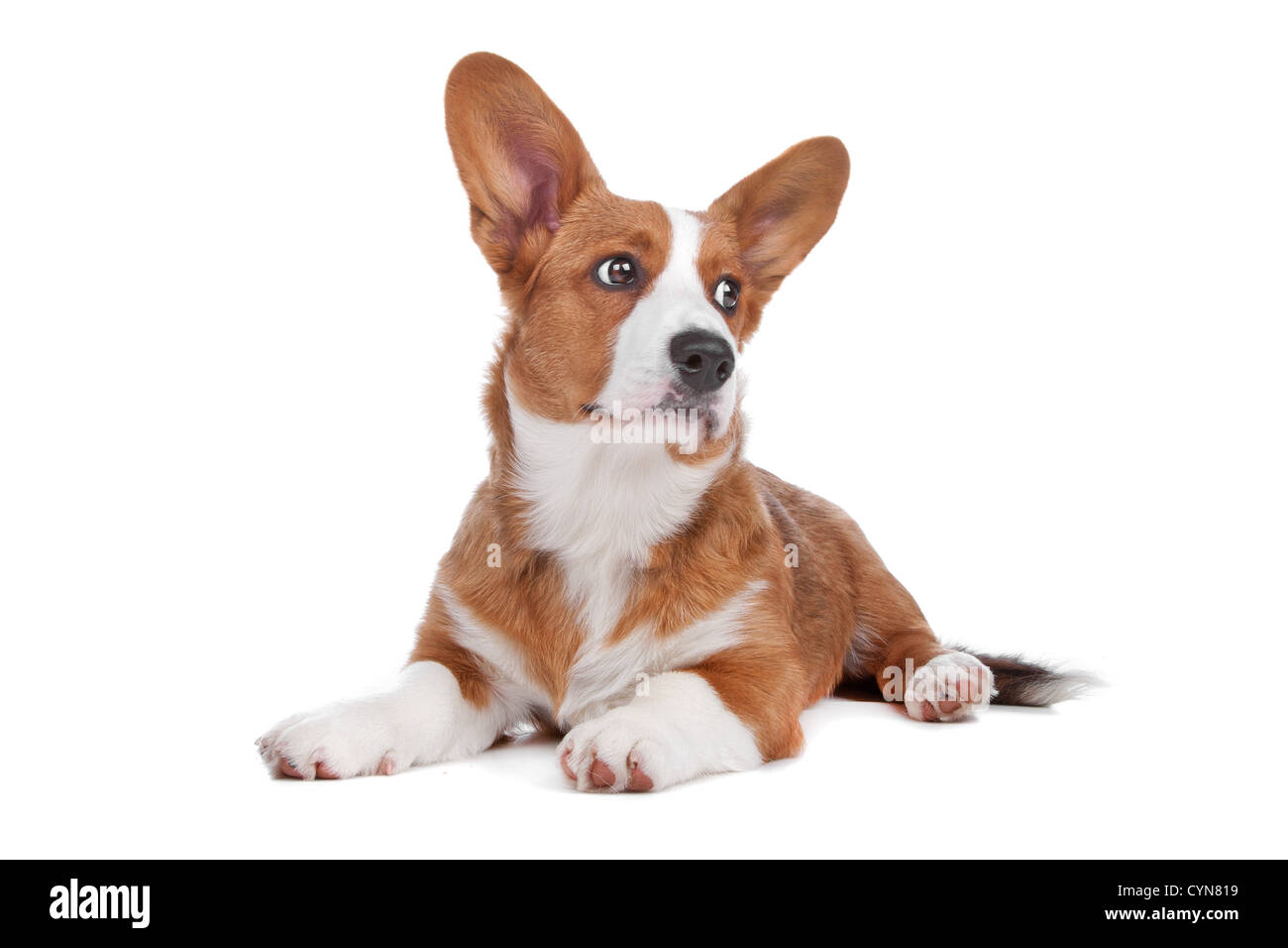 Welsh Corgi dog lying and looking sideways, isolated on a white ...