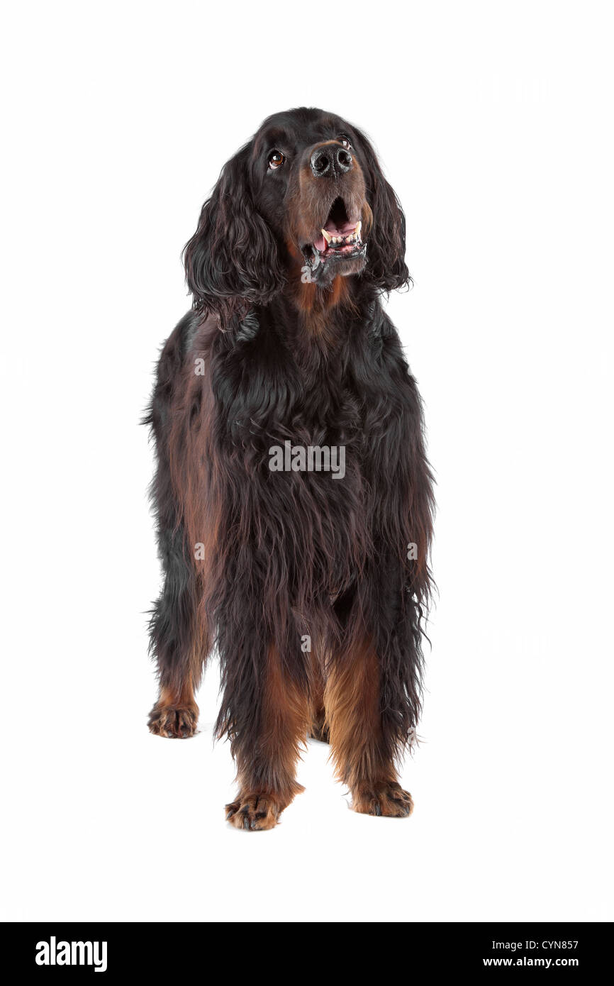 Front view of Irish Setter dog looking up, on a white background Stock ...