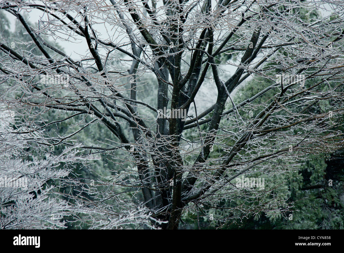 Glaze ice on a tree Yamanashi Japan Stock Photo - Alamy