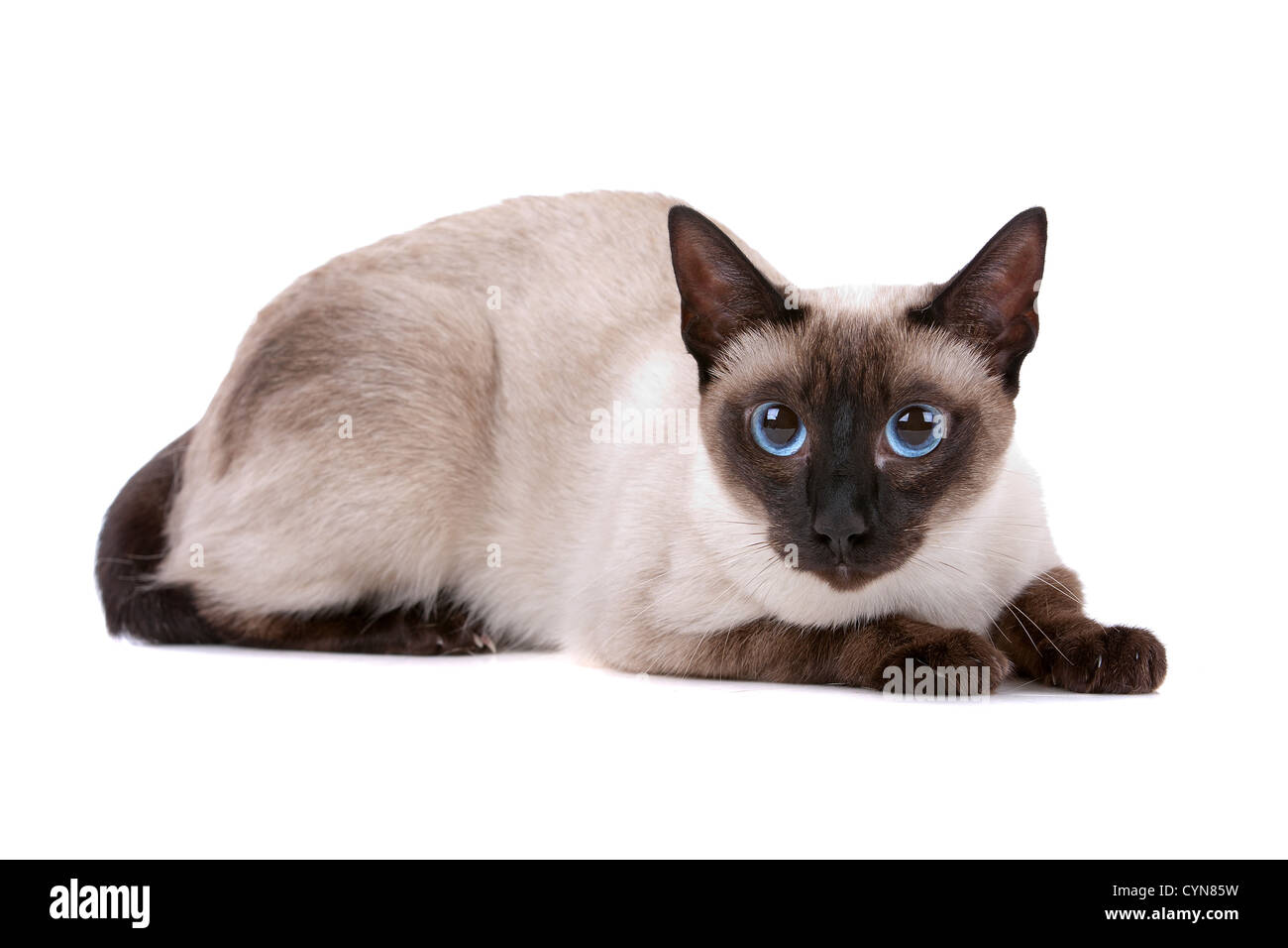 Cute Siamese cat looking at camera on a white background Stock Photo ...