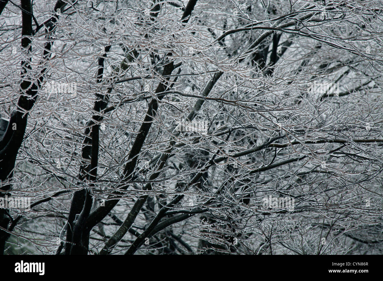 Glaze ice on a tree Yamanashi Japan Stock Photo - Alamy