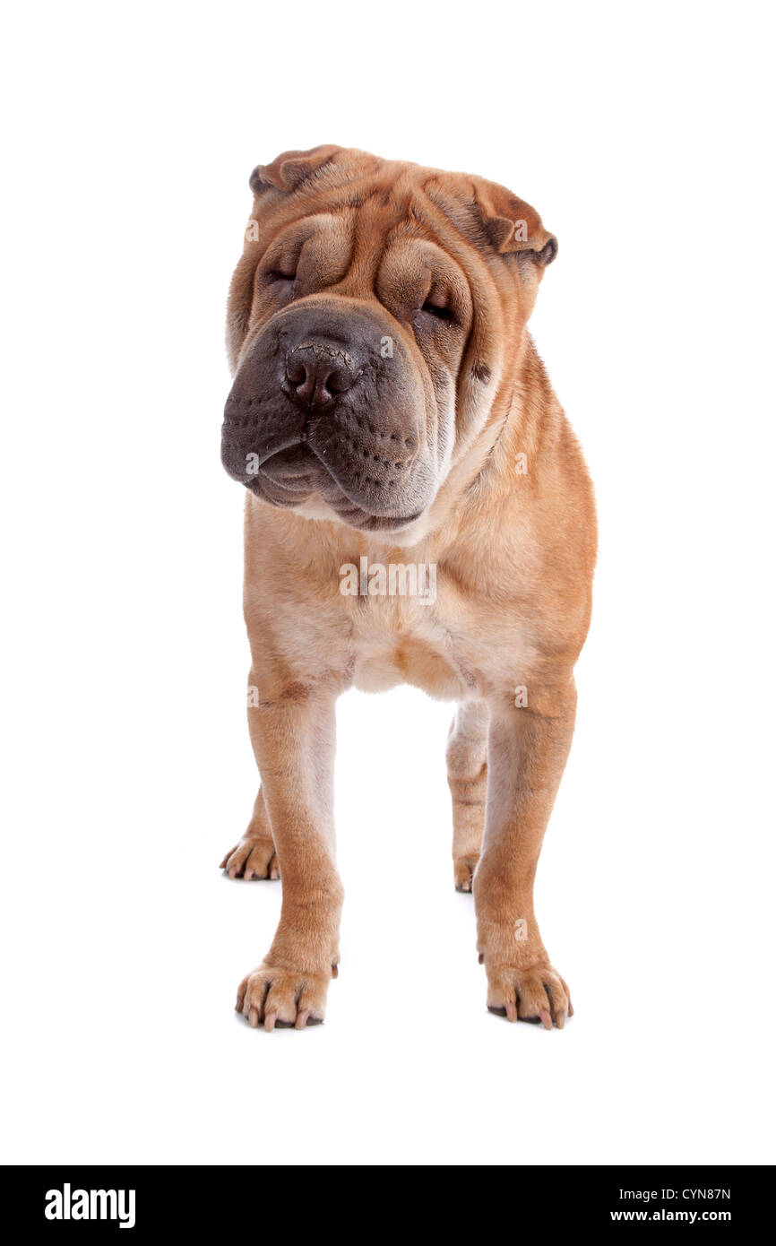 Standing Dog Front View