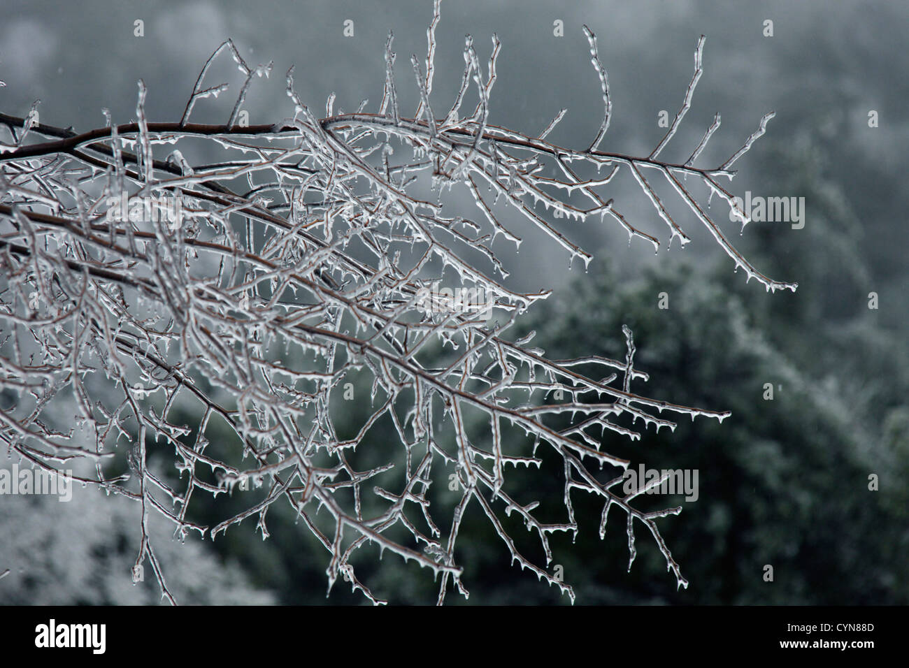 Glaze ice on a tree Yamanashi Japan Stock Photo - Alamy