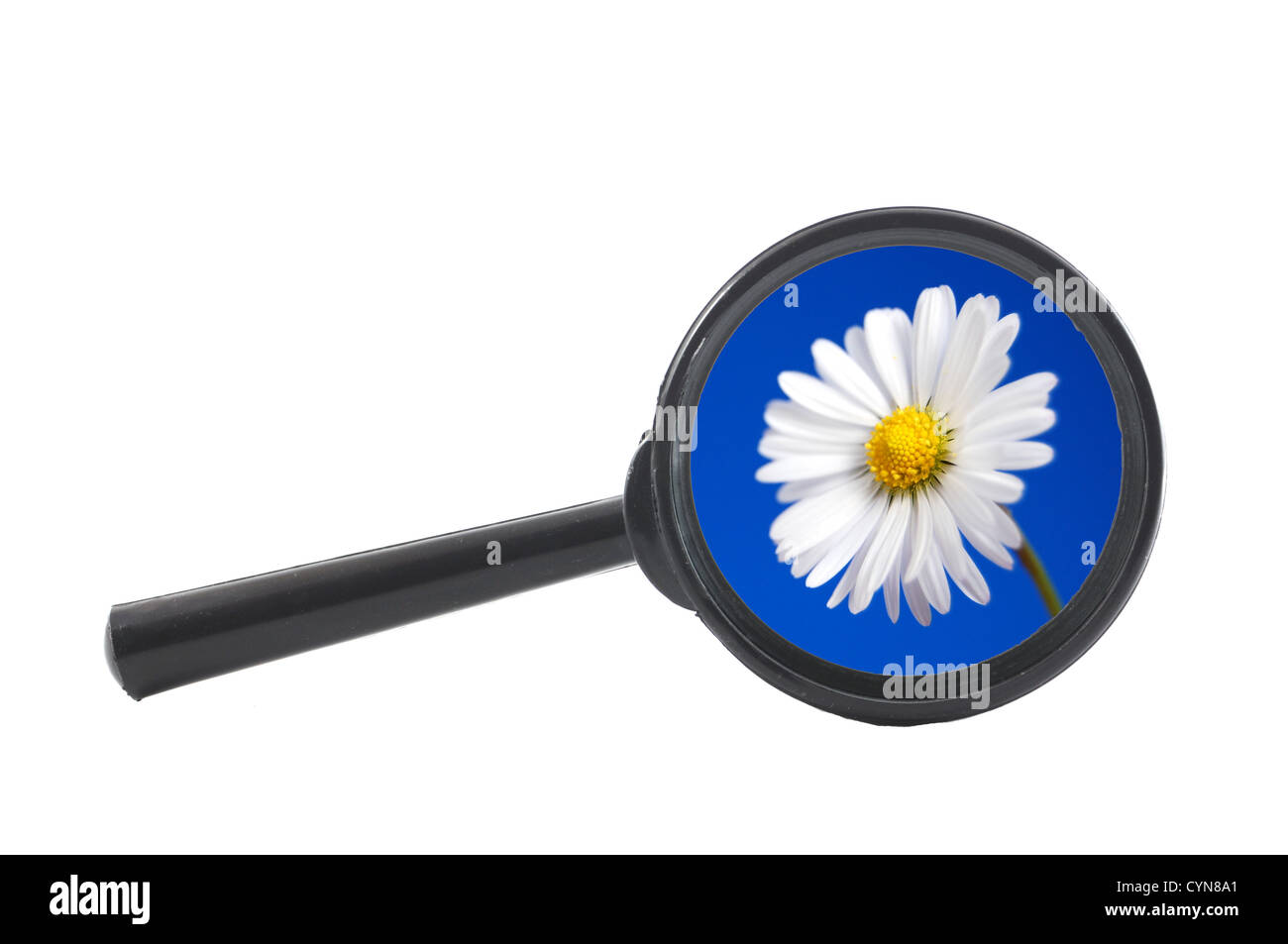 flower and magnifying glass showing summer concept Stock Photo - Alamy