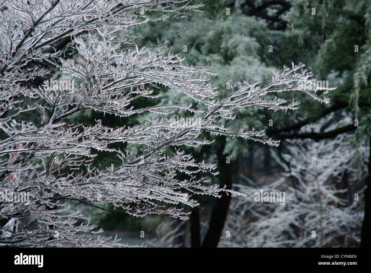 Glaze ice on a tree Yamanashi Japan Stock Photo - Alamy