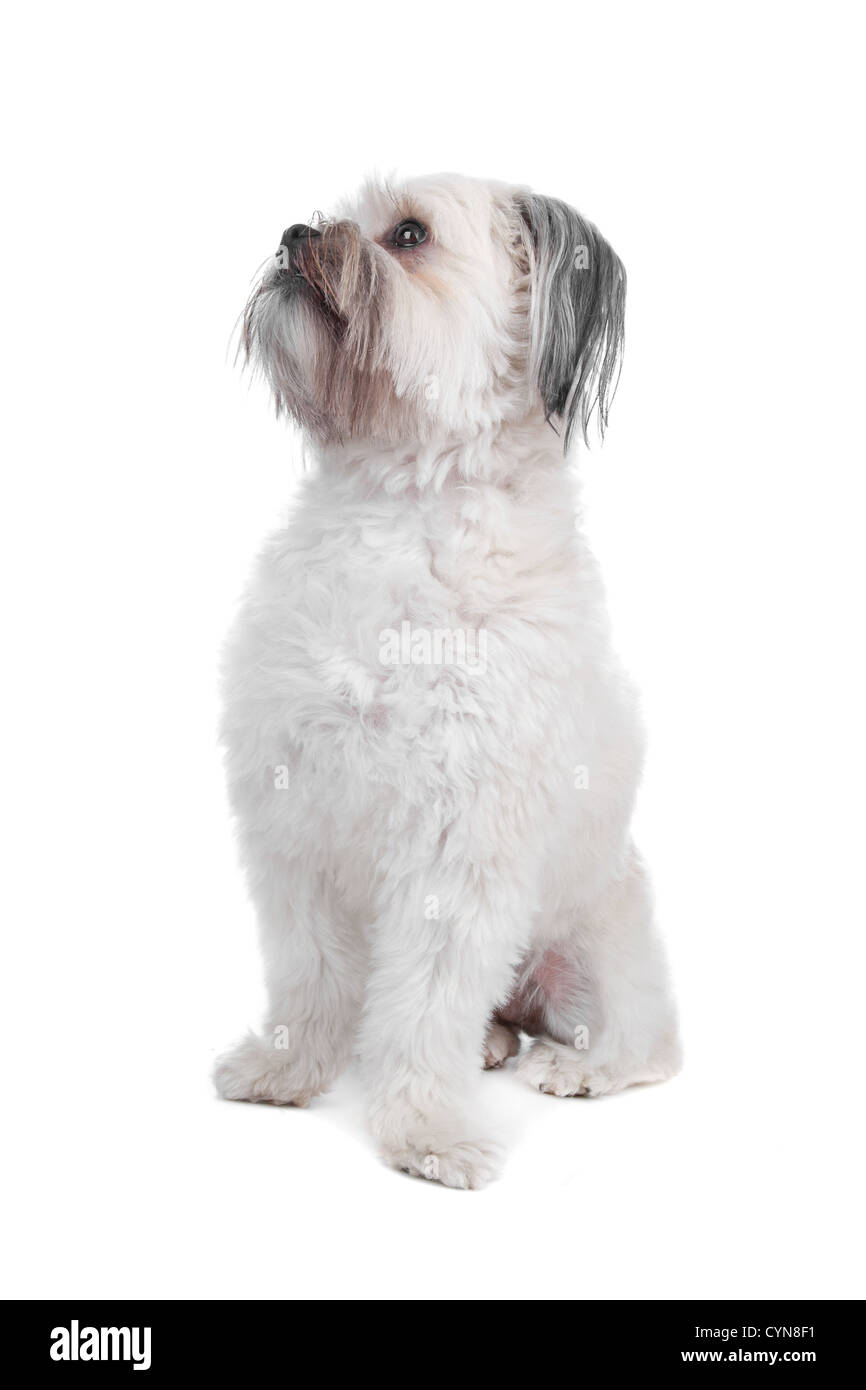 Mixed breed boomer dog sitting, dog looking sideways, isolated on a ...