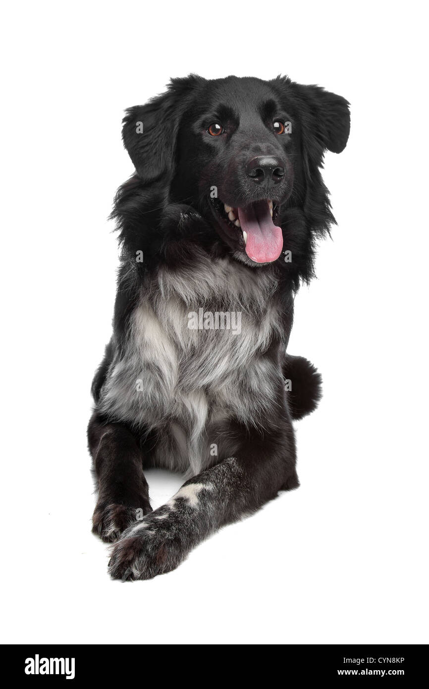 mix border collie sheepdog in front of a white background Stock Photo ...