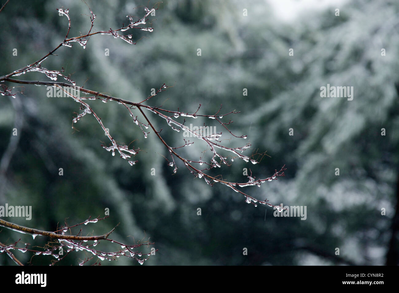 Glaze ice on a tree Yamanashi Japan Stock Photo - Alamy