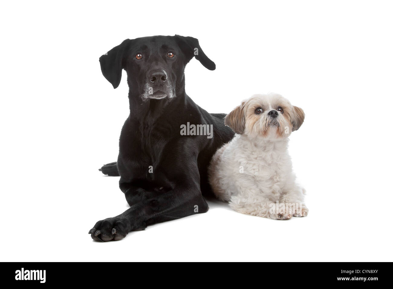 Two black dogs on Cut Out Stock Images & Pictures - Alamy