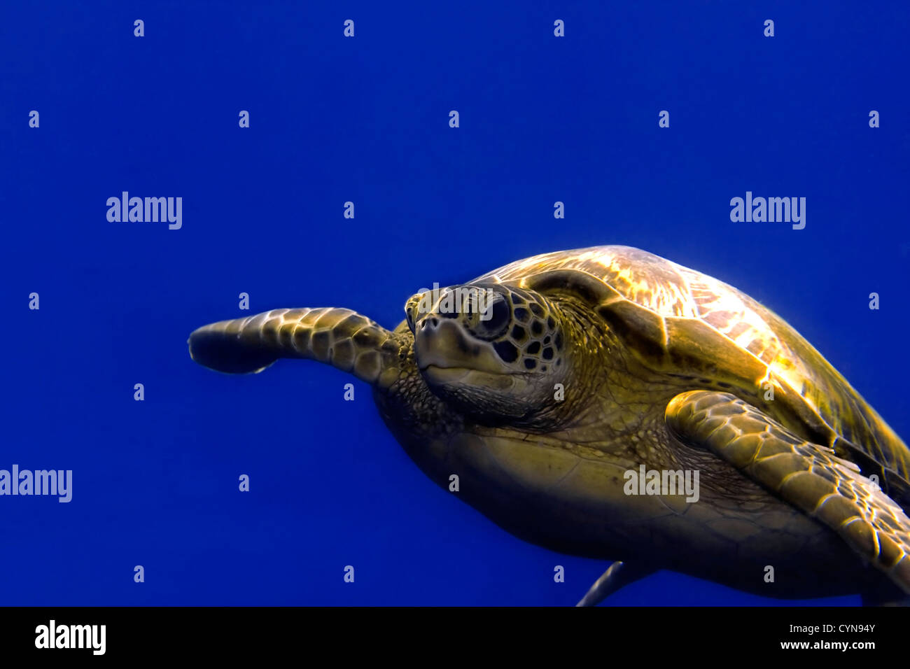 Turtle eye green sea turtle hi-res stock photography and images - Alamy