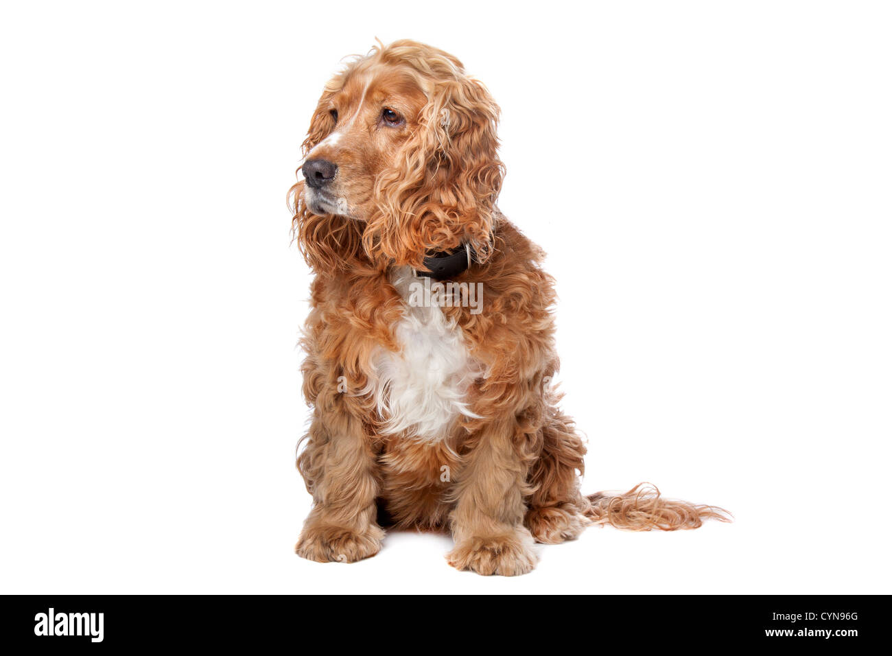 Old english cocker spaniel hi-res stock photography and images - Alamy