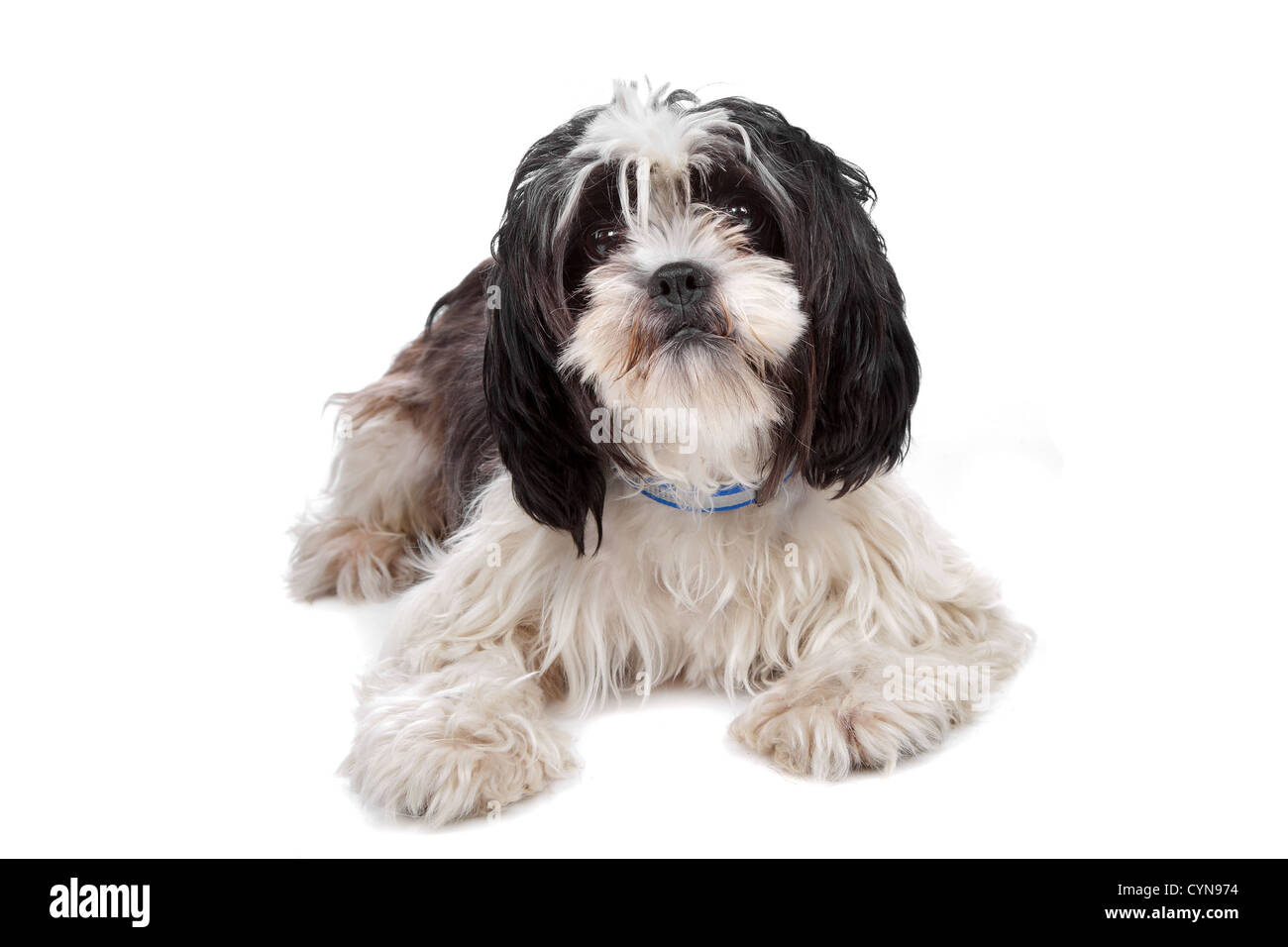 mixed breed dog isolated on white Stock Photo - Alamy
