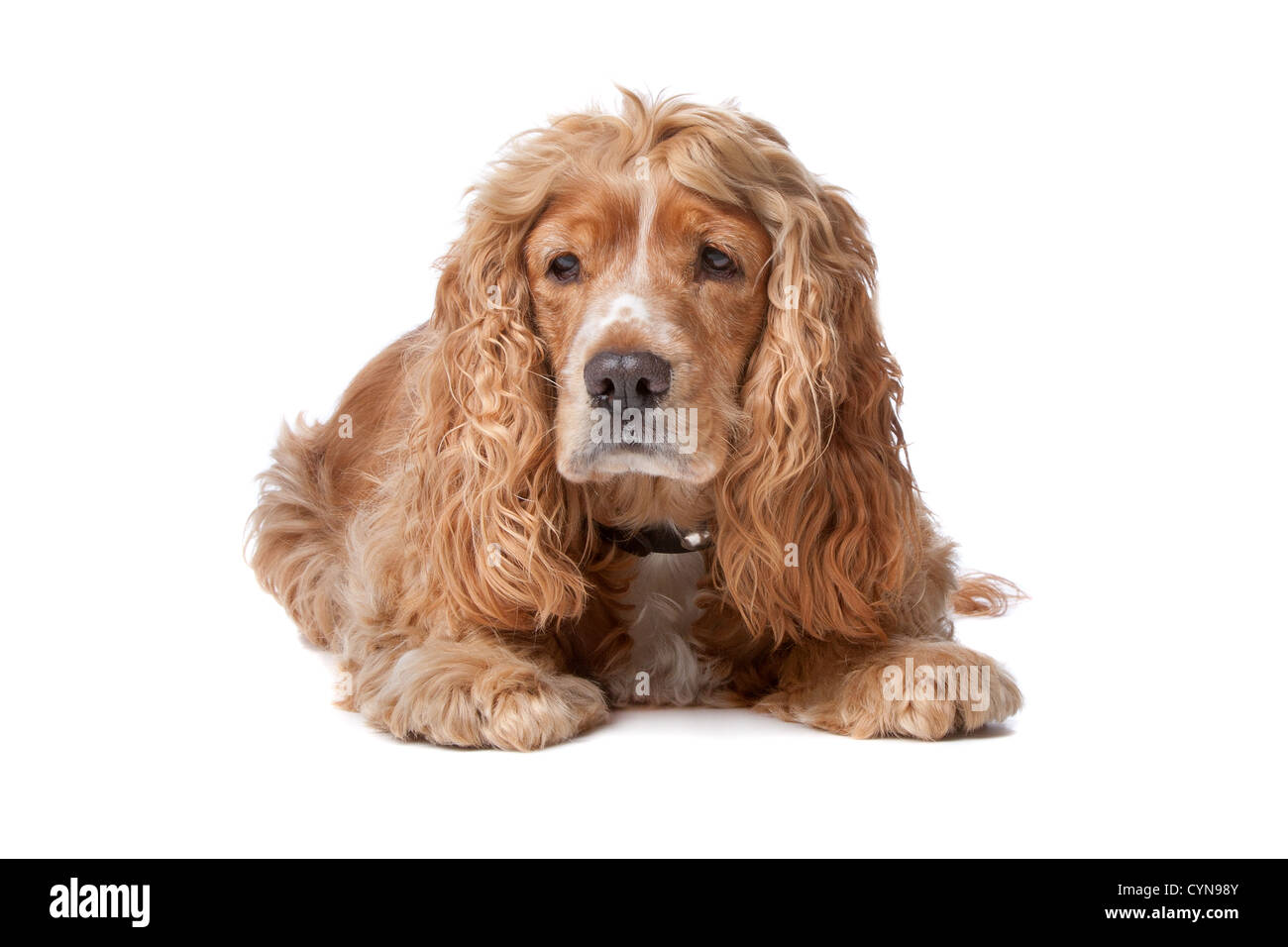 Old english cocker spaniel hi-res stock photography and images - Alamy
