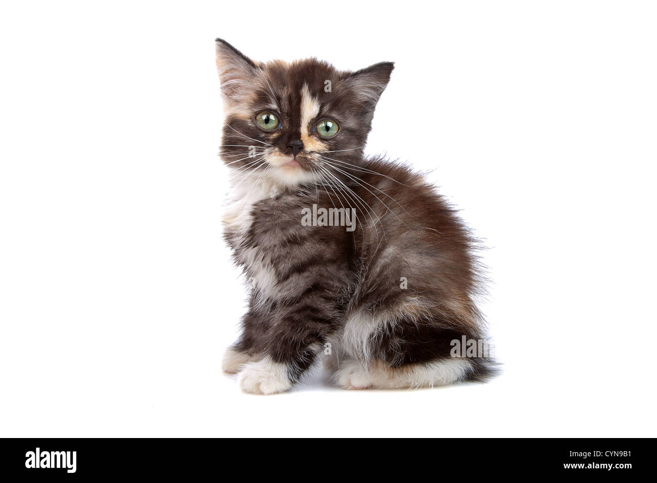 Little cat on white Cut Out Stock Images & Pictures - Alamy