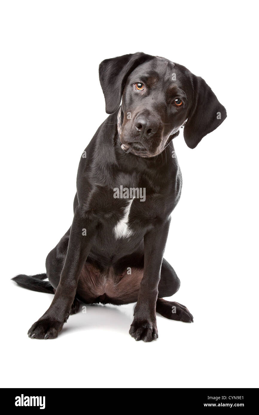 Lab cross breed hi-res stock photography and images - Alamy