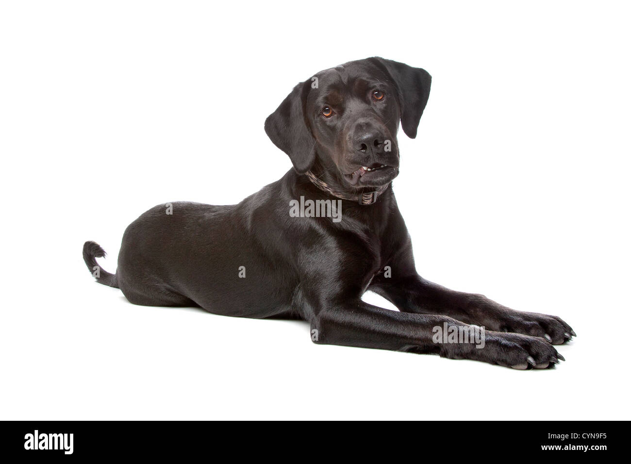 mixed breed lab cross - one year old isolated on white background Stock ...