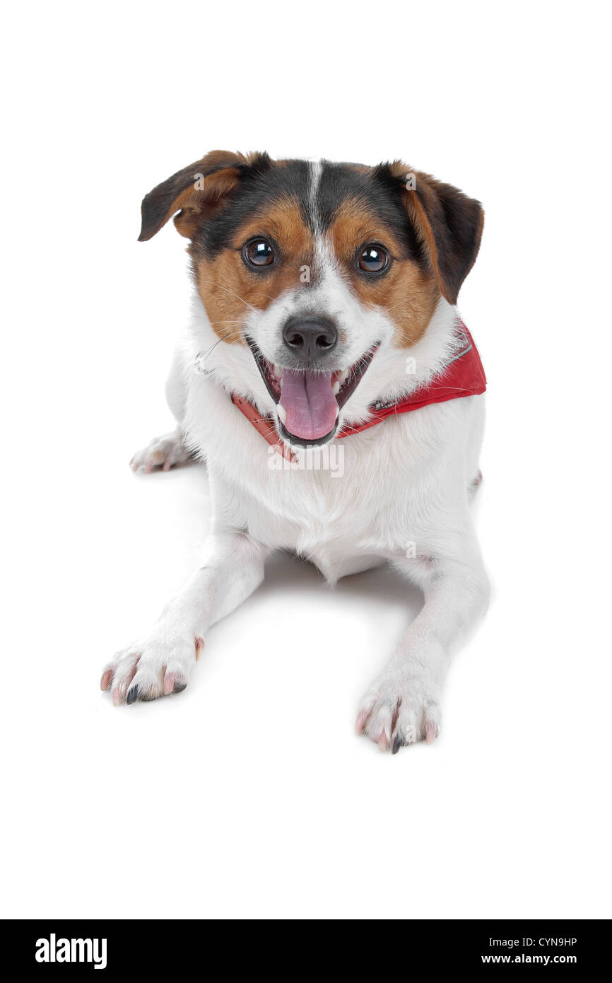 Dutch Terrier (boerenfox) isolated on white Stock Photo - Alamy