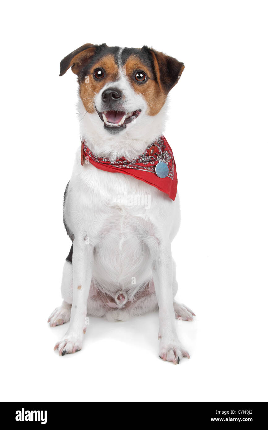 Are Dutch Smoushonds Smart Dogs