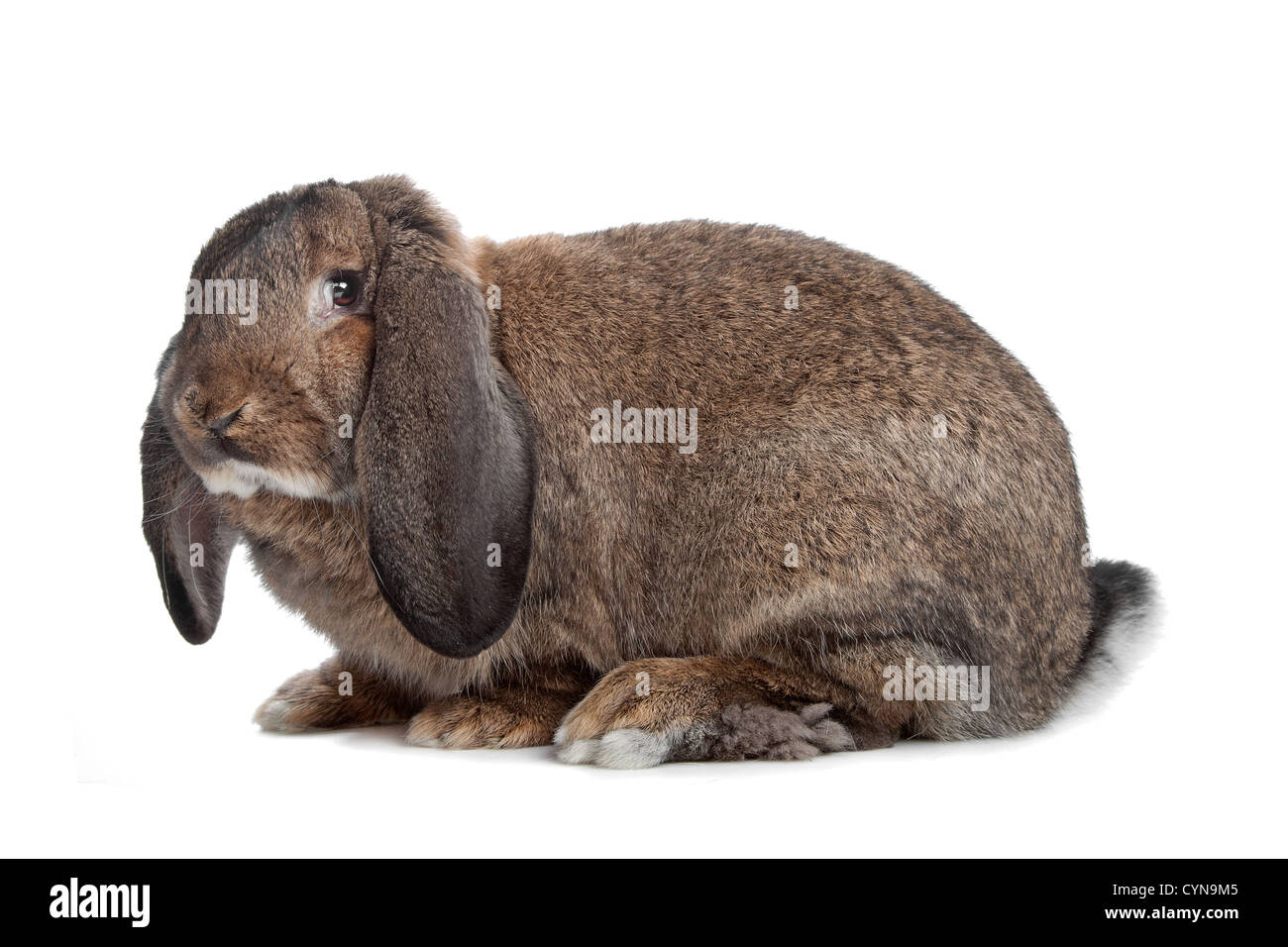 Isolated on white domestic hi-res stock photography and images - Alamy