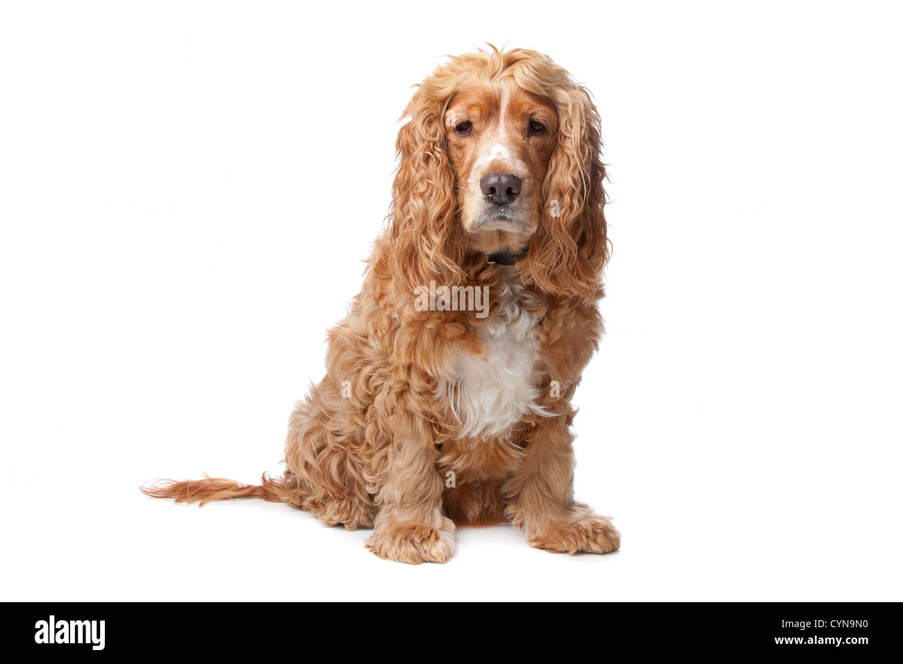 Old english cocker spaniel hi-res stock photography and images - Alamy