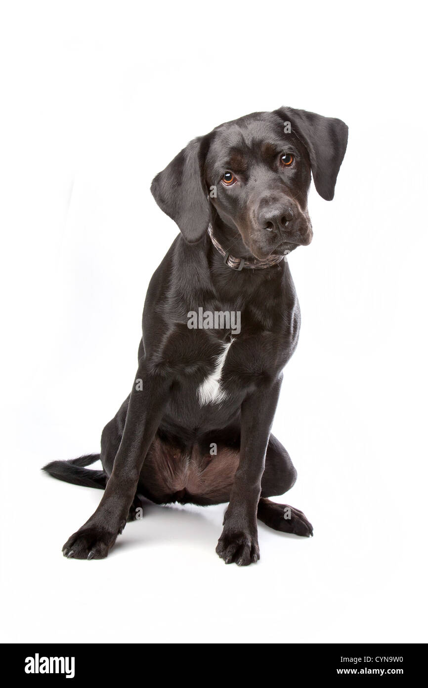 Lab cross breed hi-res stock photography and images - Alamy