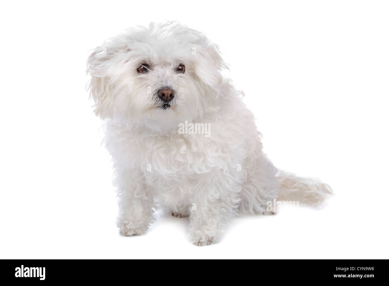 bolognezer(Bichon group) isolated on white Stock Photo - Alamy