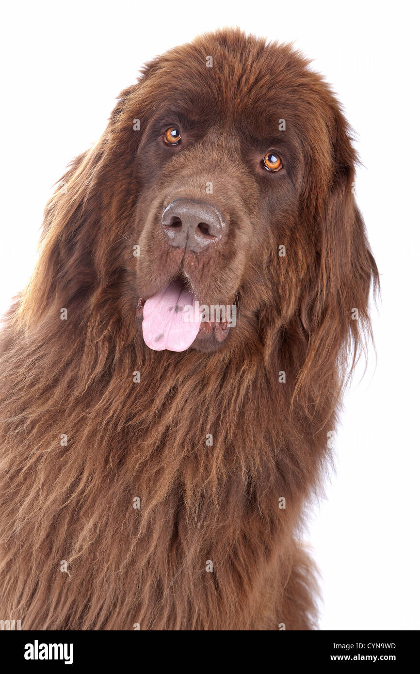 Brown Newfoundland dog isolated on white Stock Photo - Alamy
