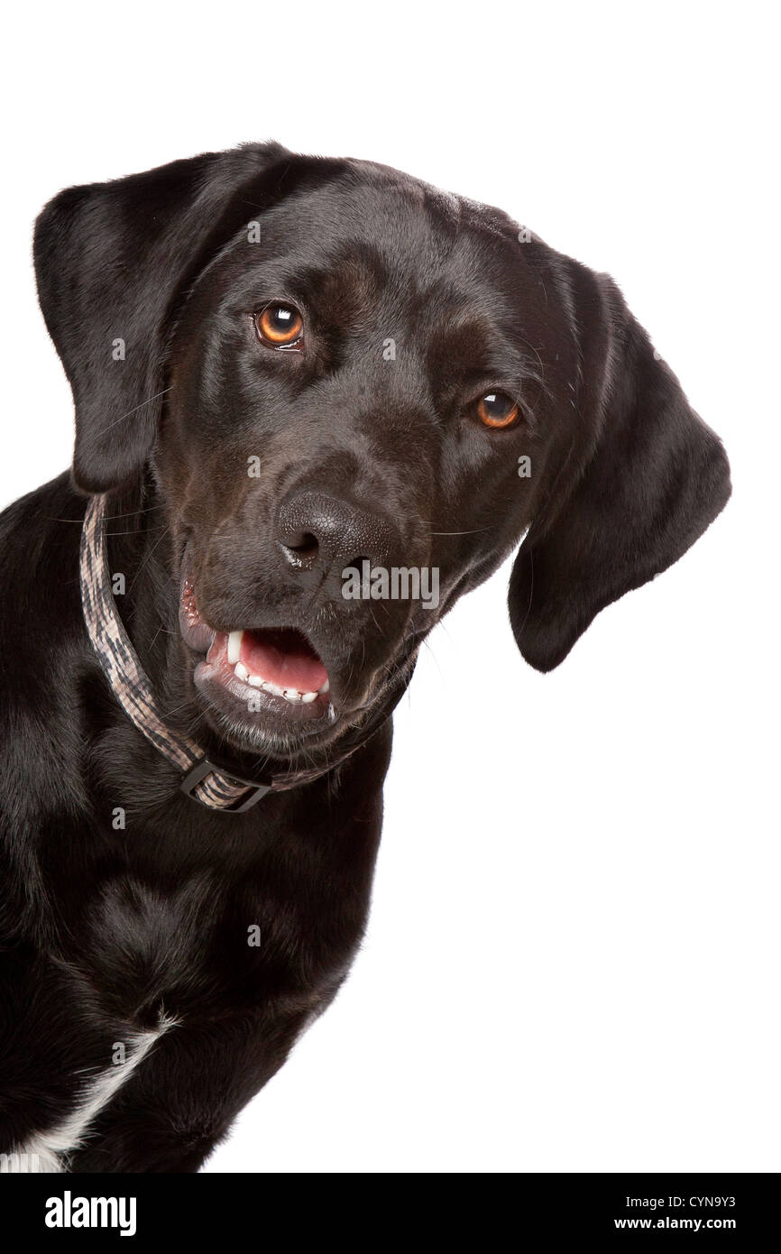 Lab cross breed hi-res stock photography and images - Alamy