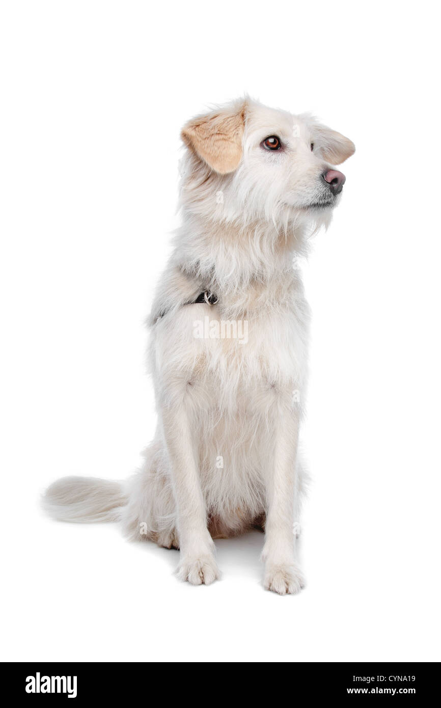 Mutt hi-res stock photography and images - Alamy
