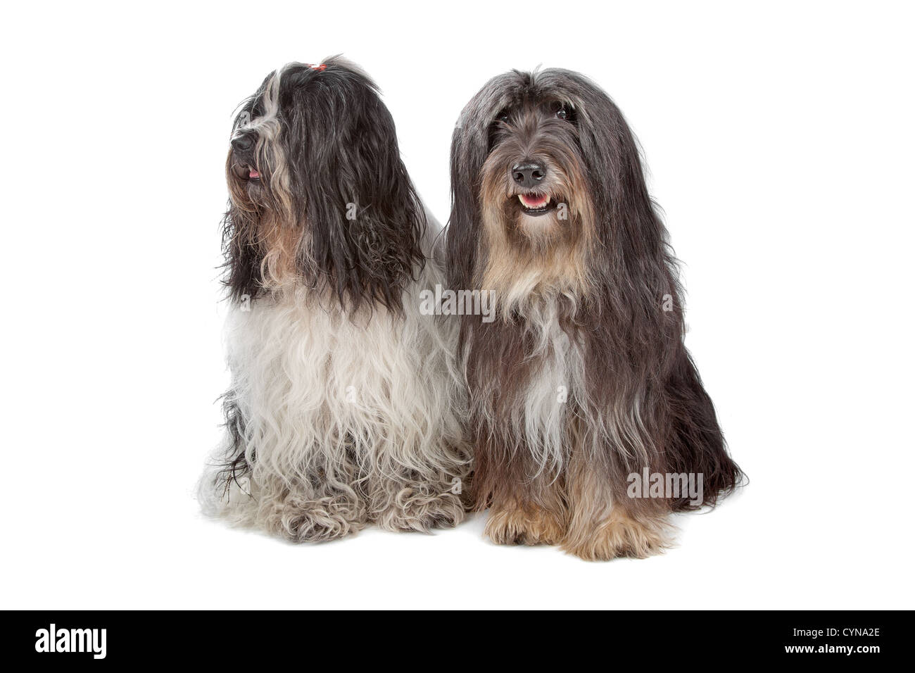 Tibetan apso hi-res stock photography and images - Alamy