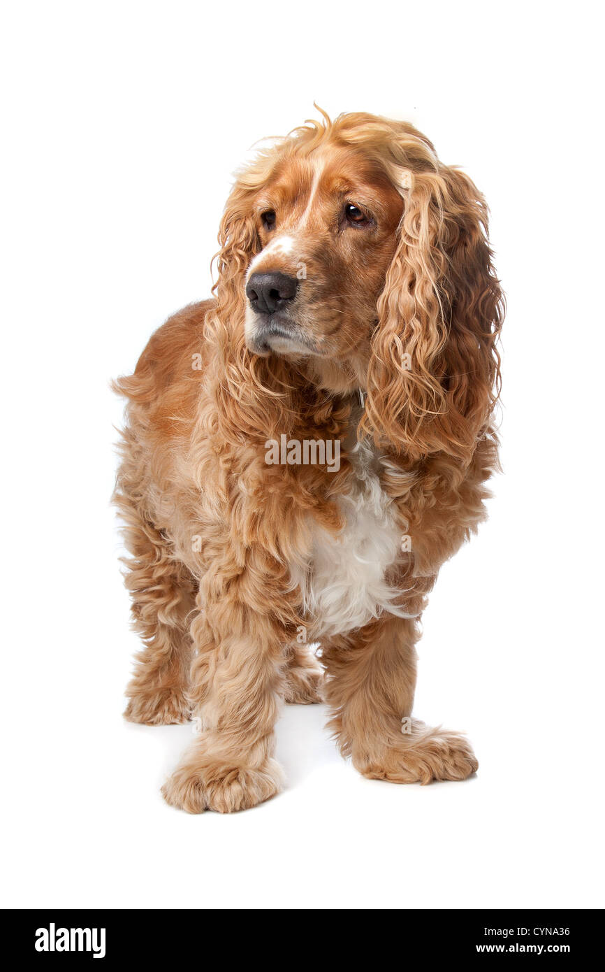 Old english cocker spaniel hi-res stock photography and images - Alamy
