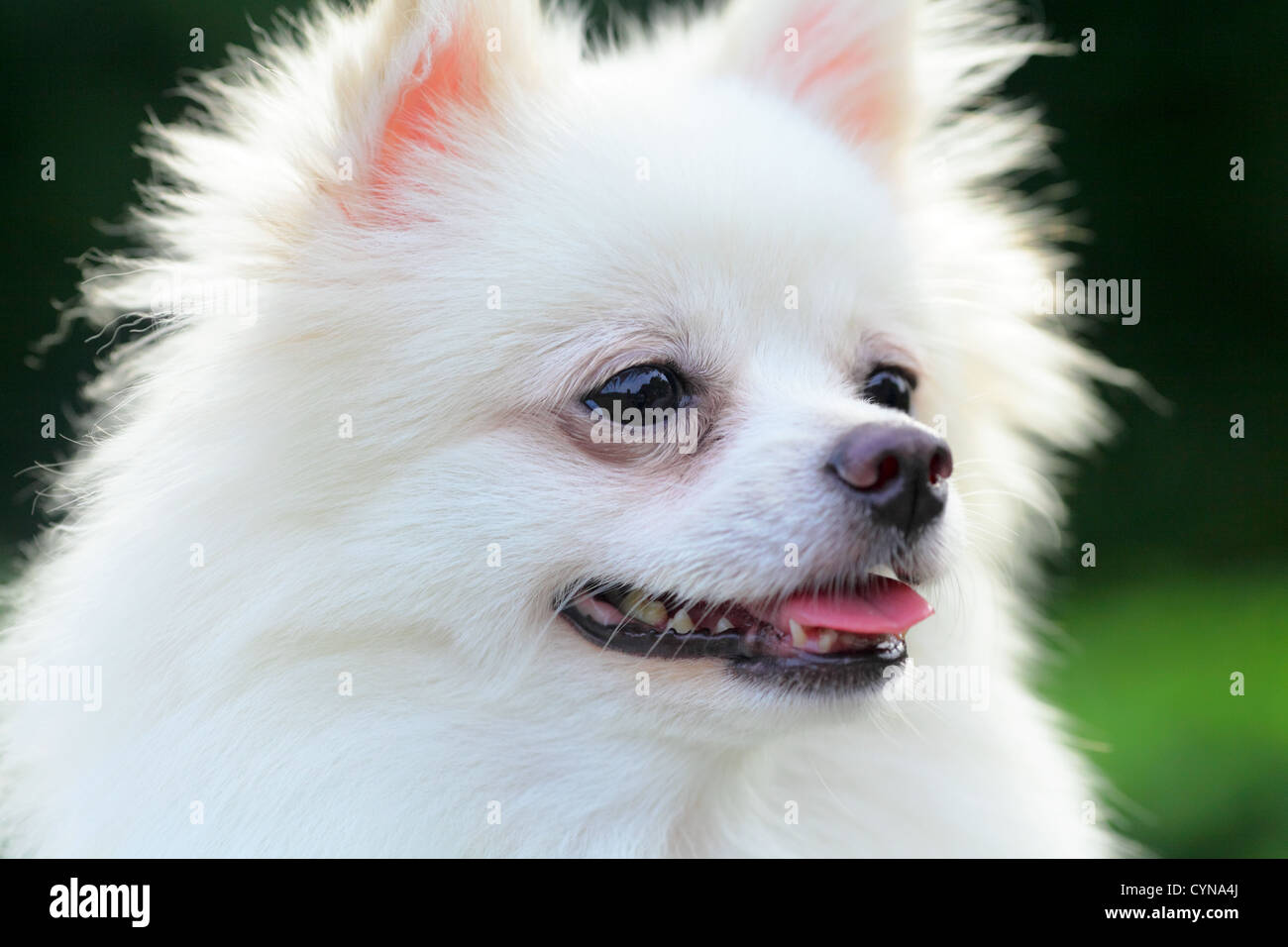 White Pomeranian dog Stock Photo - Alamy