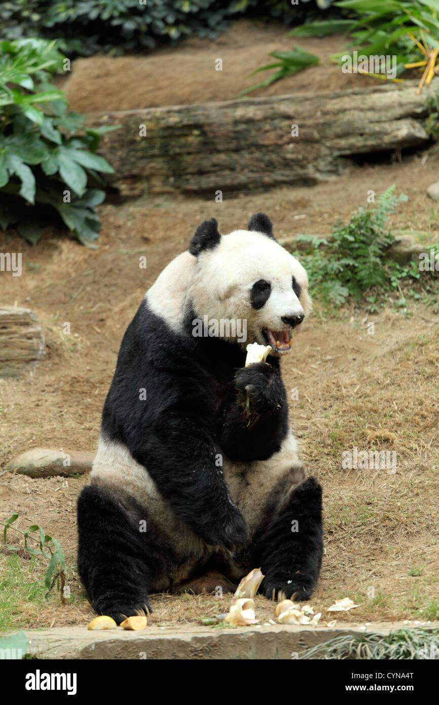 Panda china wolong panda center hi-res stock photography and images - Alamy