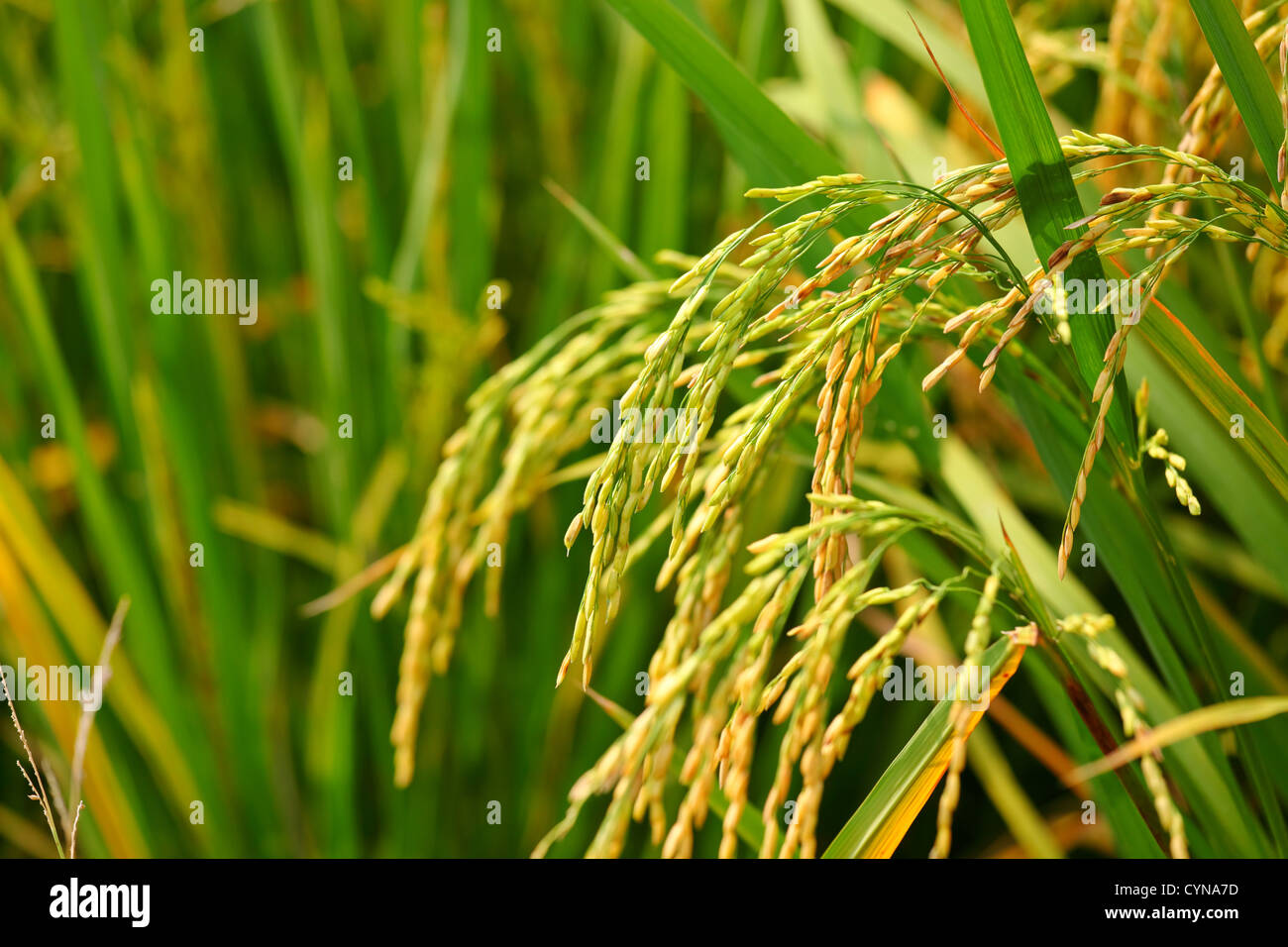 paddy rice field Stock Photo - Alamy