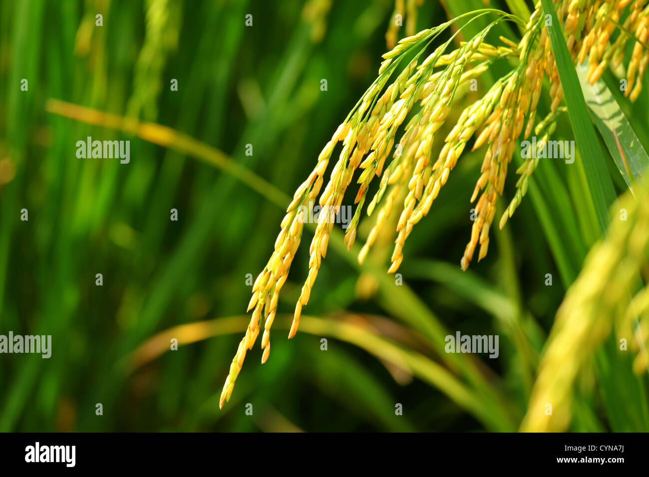 paddy rice field Stock Photo - Alamy