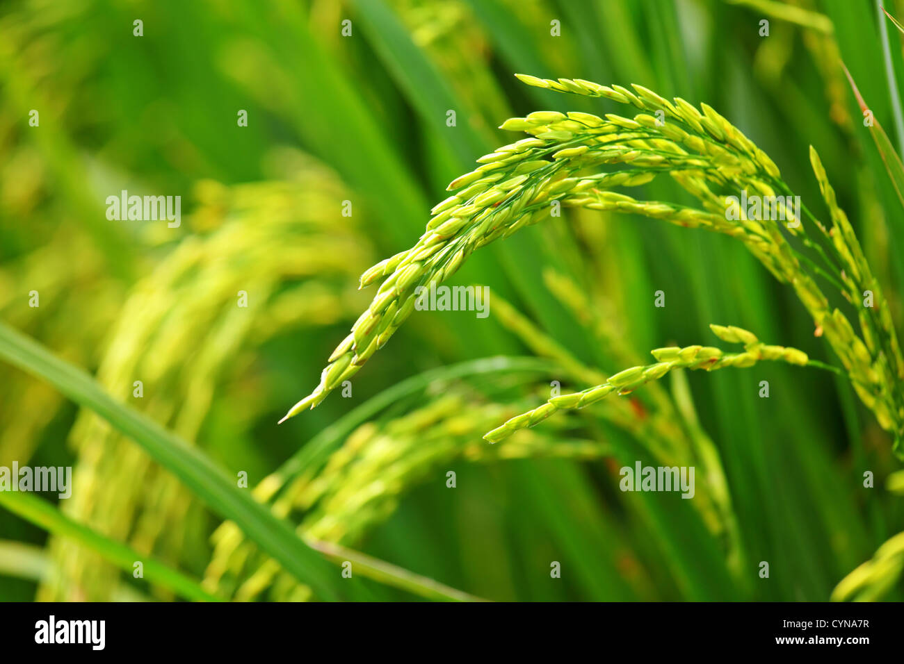 paddy rice field Stock Photo - Alamy