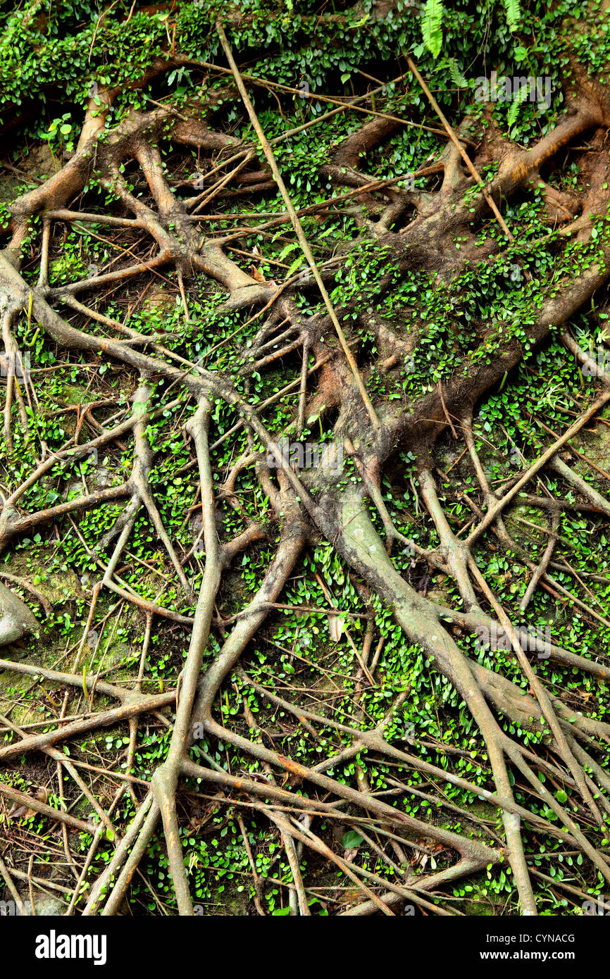 root tree background Stock Photo - Alamy