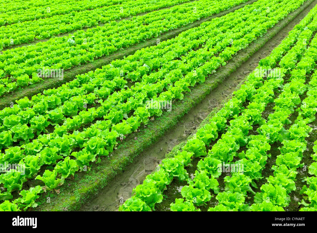 lettuce plant in field Stock Photo - Alamy