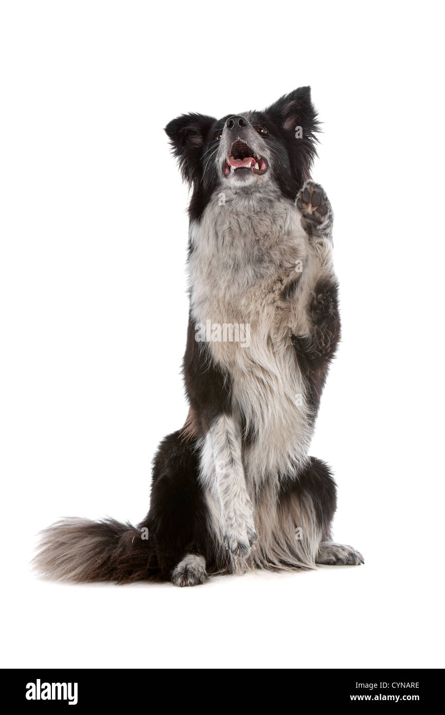 a border collie sheepdog isolated on a white background Stock Photo - Alamy