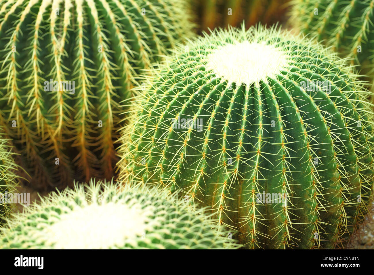 Ball cactus flower hi-res stock photography and images - Alamy