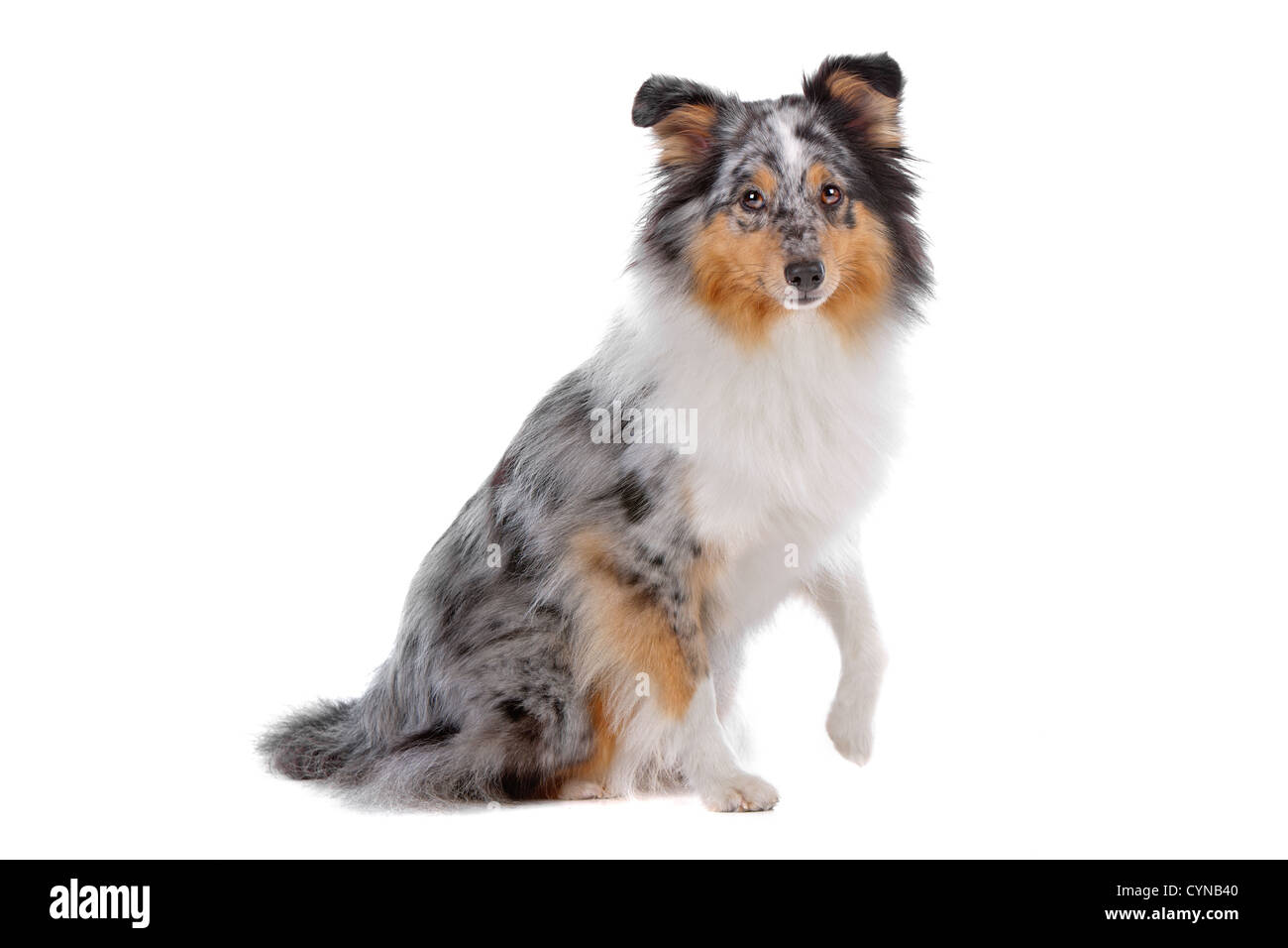 Shetland Sheepdog, Sheltie dog isolated on a white background Stock ...
