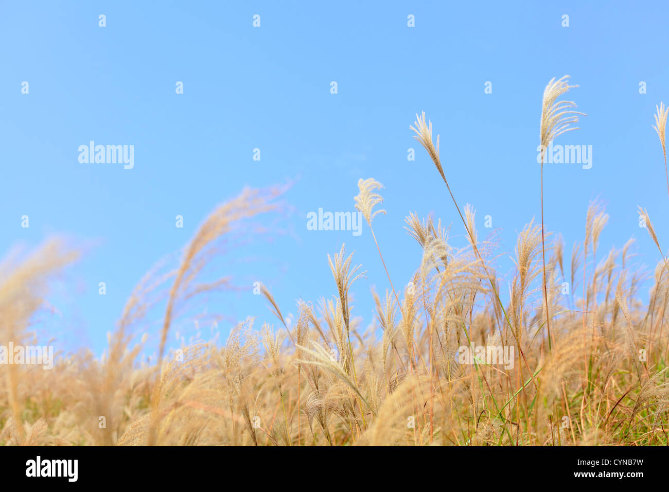 grass in autumn Stock Photo - Alamy