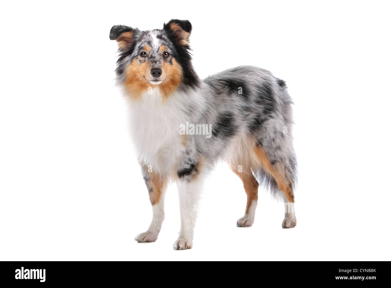 Shetland Sheepdog, Sheltie dog isolated on a white background Stock ...