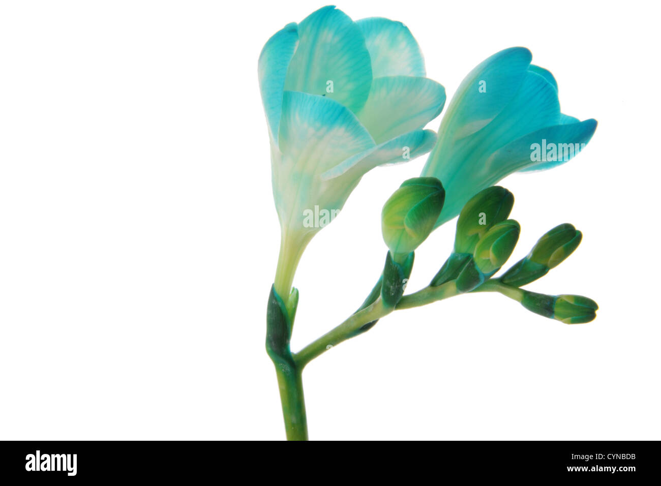 Blue freesia close up, isolated on white background Stock Photo - Alamy