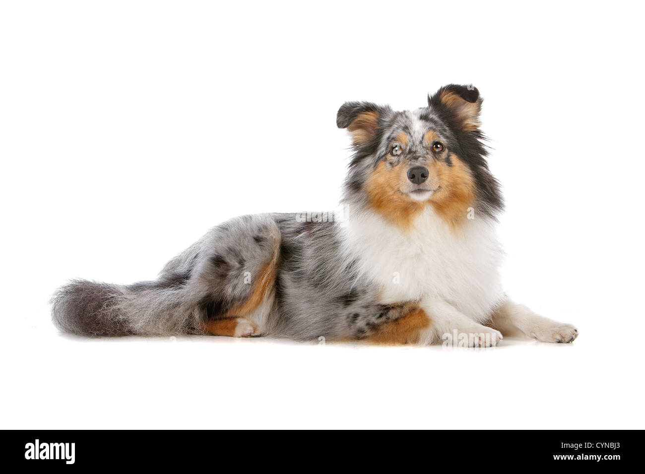 Shetland Sheepdog, Sheltie dog isolated on a white background Stock ...