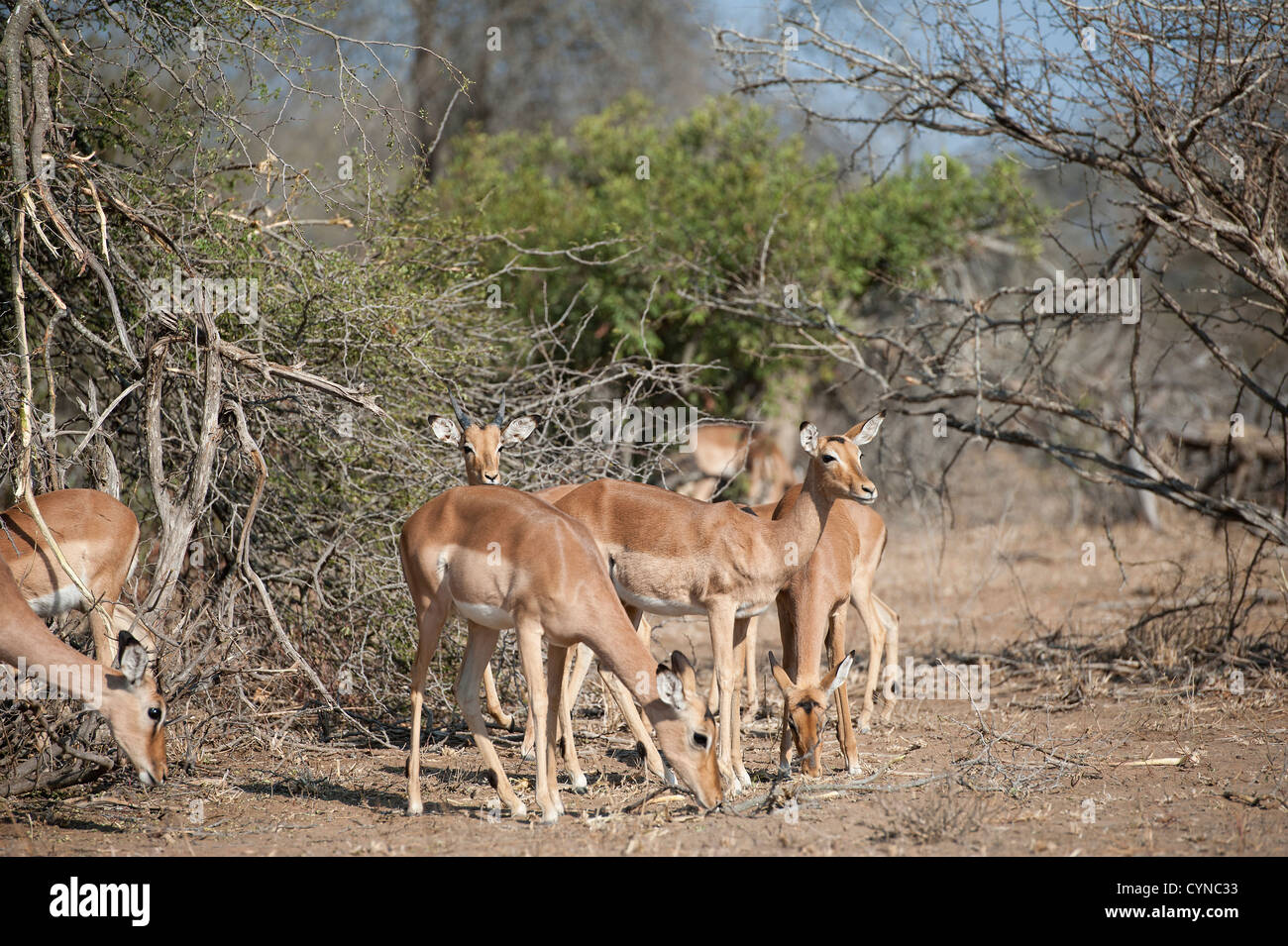 Impala herd, Kruger National Park Stock Photo - Alamy